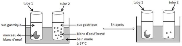 Leçon 2 : Digestion et absorption intestinale chez l'espèce humaine